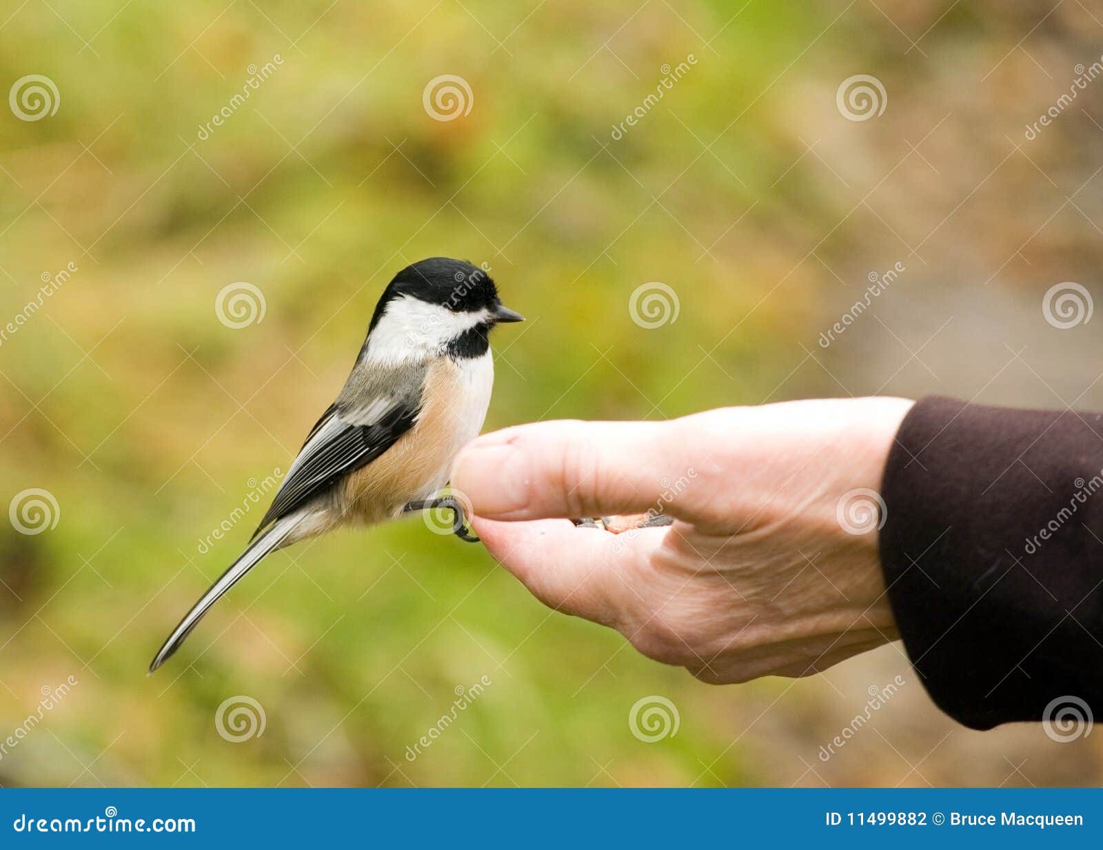 Chickadee in Hand stock photo. Image of outdoors, nature - 11499882