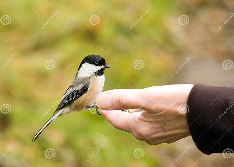 Chickadee in Hand stock photo. Image of outdoors, nature - 11499882