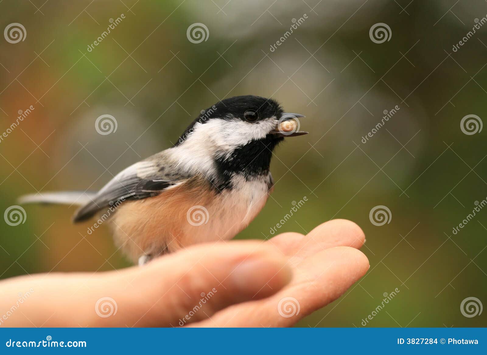 Chickadee in Hand with Seed Stock Photo - Image of songbird, tame: 3827284