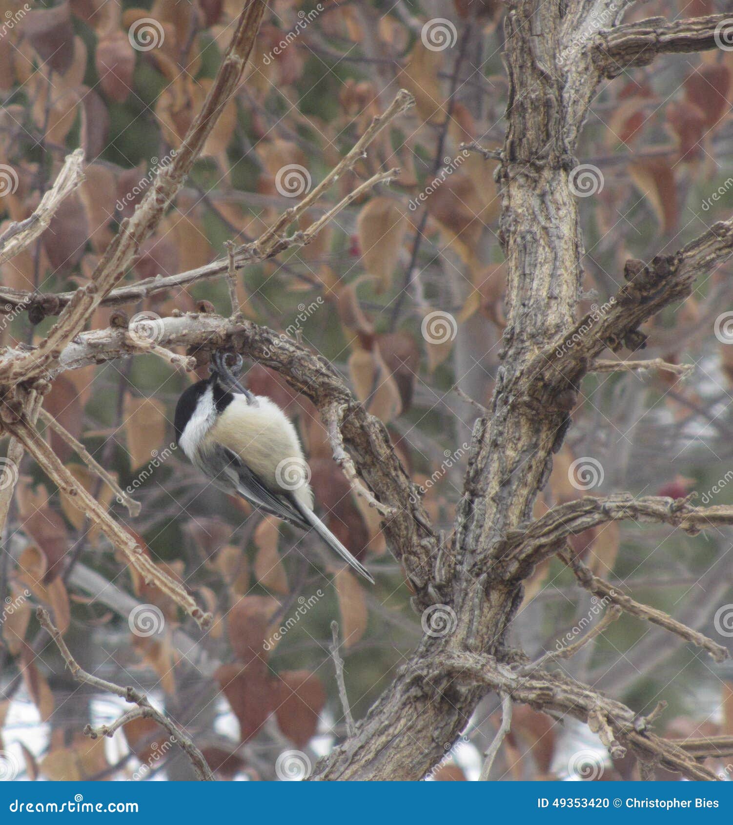 Chickadee stock photo. Image of chickadee, oaktree, leaves - 49353420