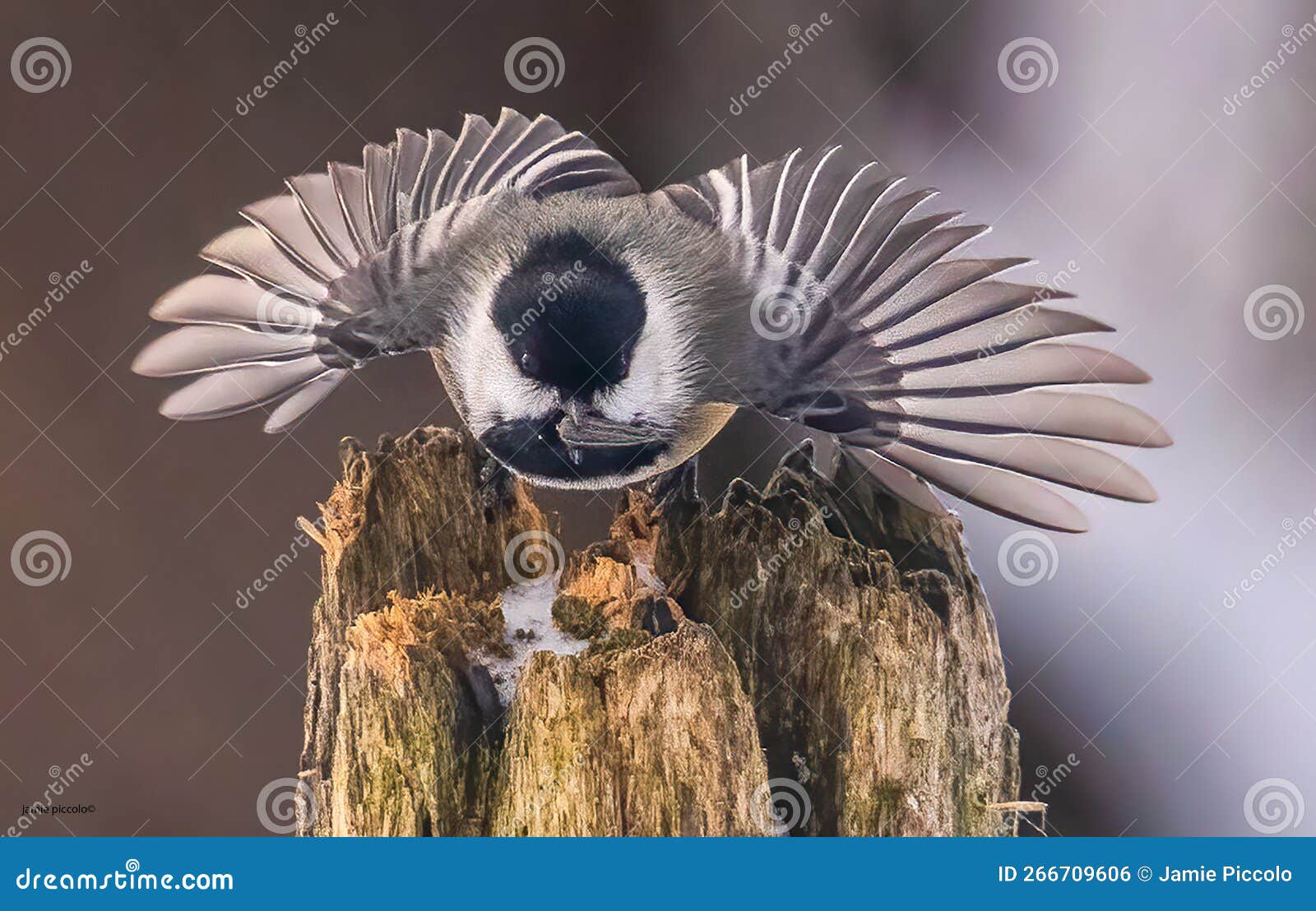 Chickadee looking mad stock photo. Image of nature, branch - 266709606