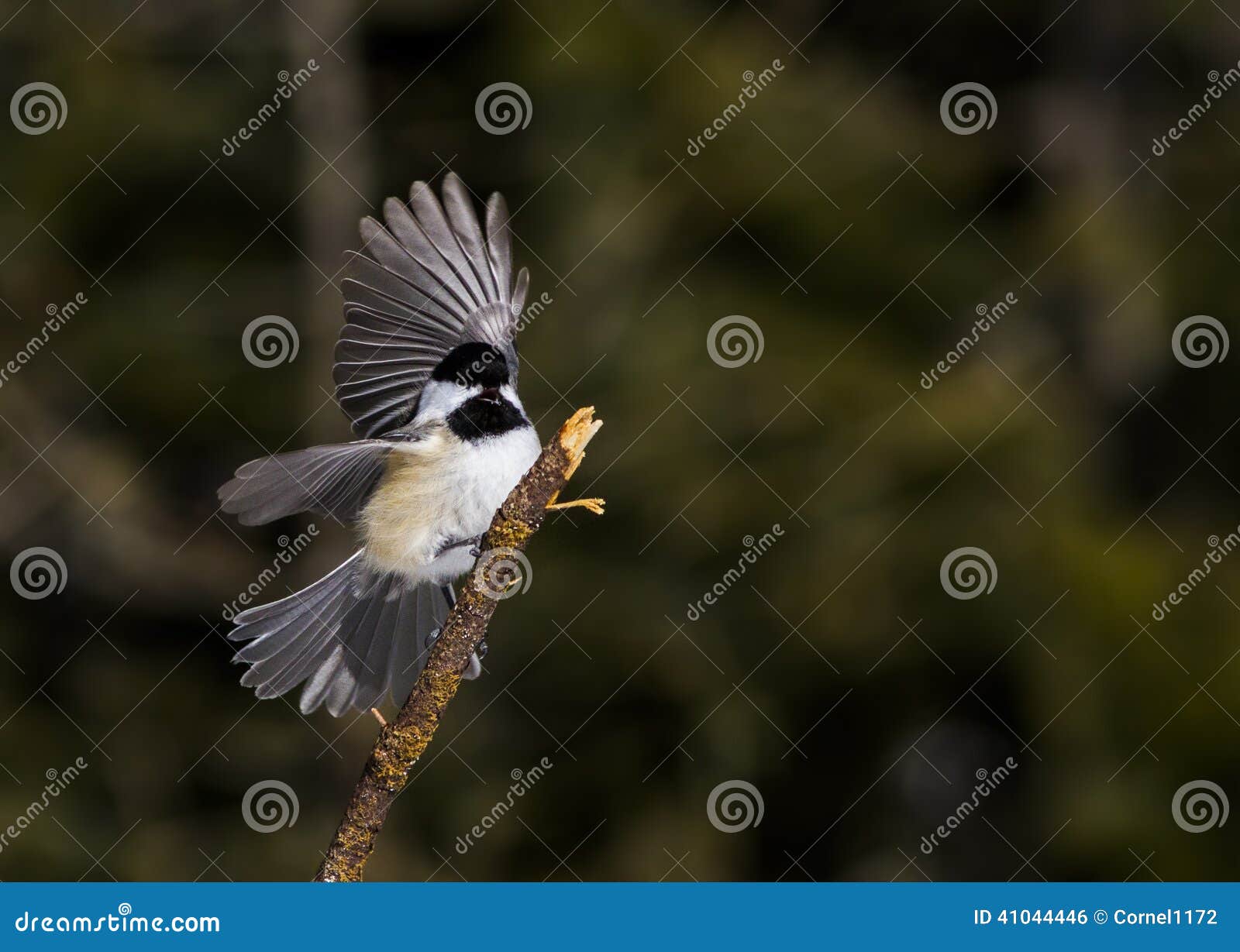 Chickadee stock photo. Image of beak, egret, feather - 41044446