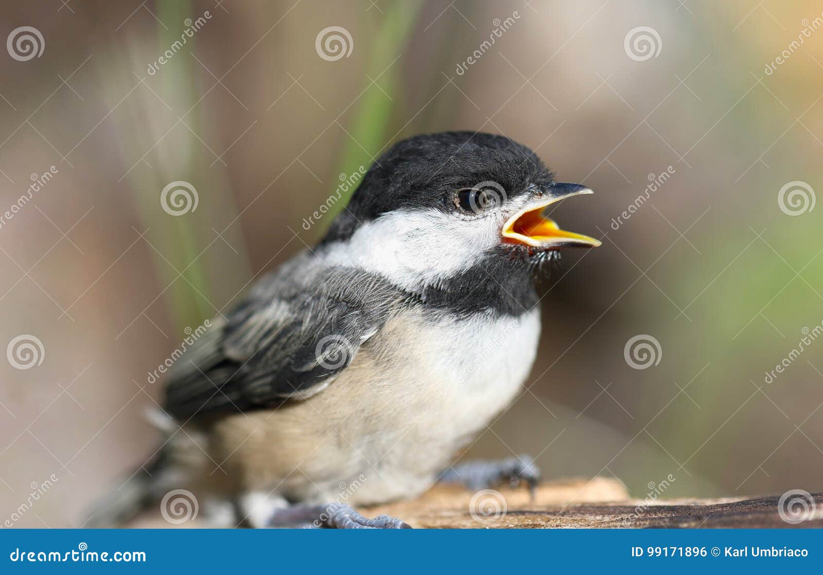 Chickadee stock photo. Image of animal, baby, wildlife - 99171896