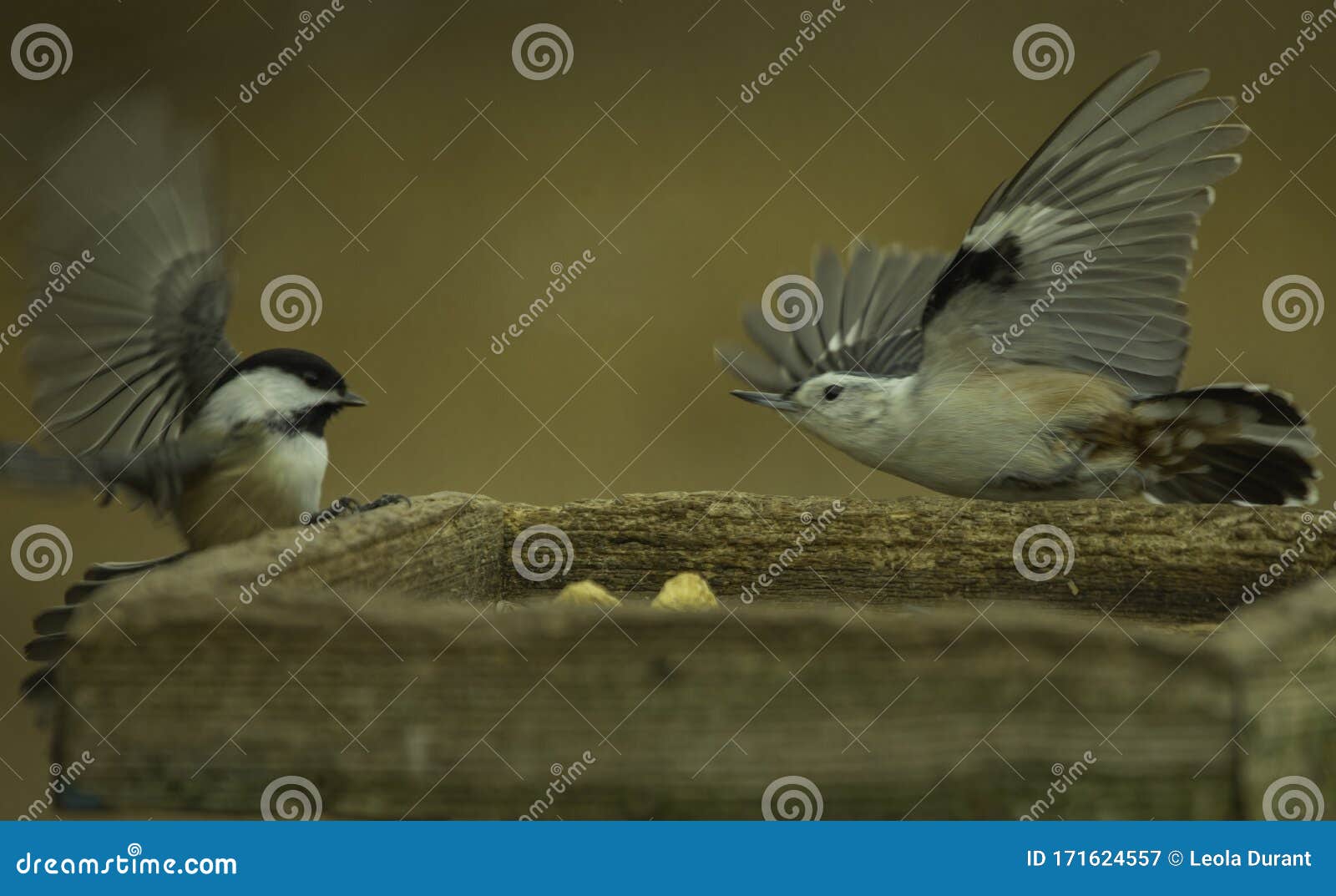 Chickadee and Nuthatch Engaged in Standoff Stock Image - Image of ...
