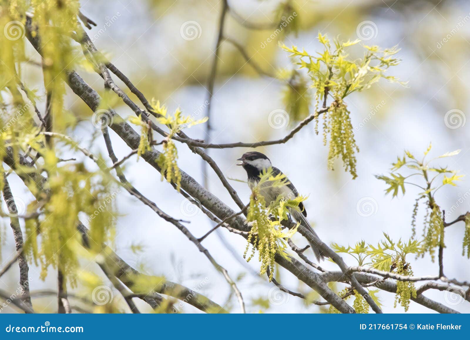 Chickadee with Open Beak in an Oak Tree in Spring Stock Photo - Image ...