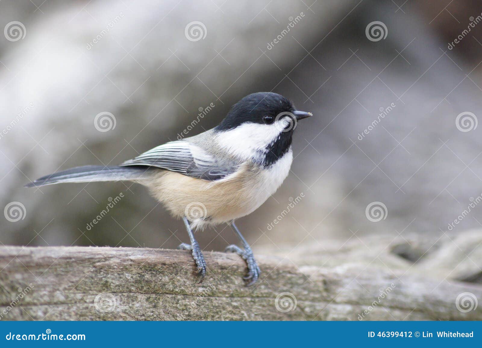 Chickadee Perched on a Log. Stock Photo - Image of feather, outside ...