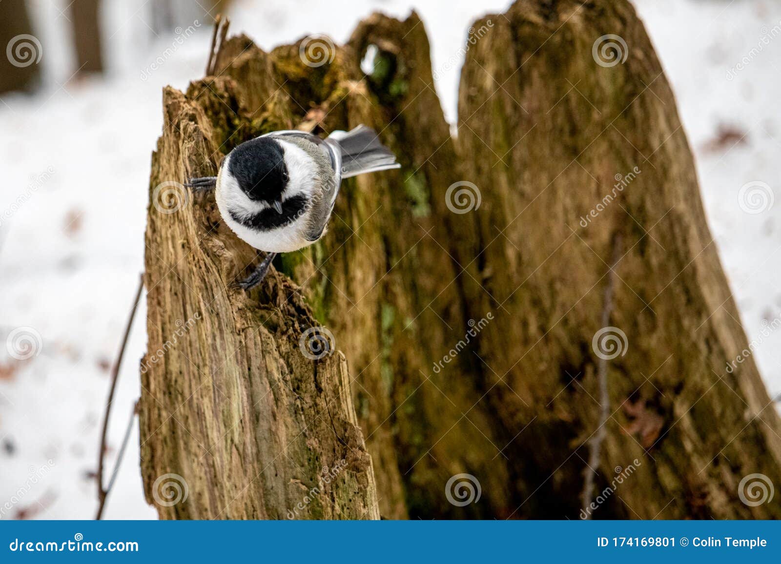 Chickadee Perched on Mossy, Decomposed Tree Stump Stock Image - Image ...