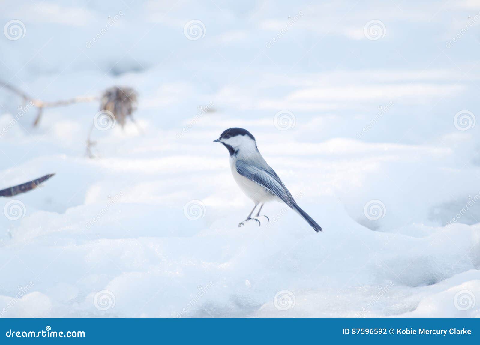 Chickadee Perched on Snow in Winter Stock Photo - Image of black, grey ...