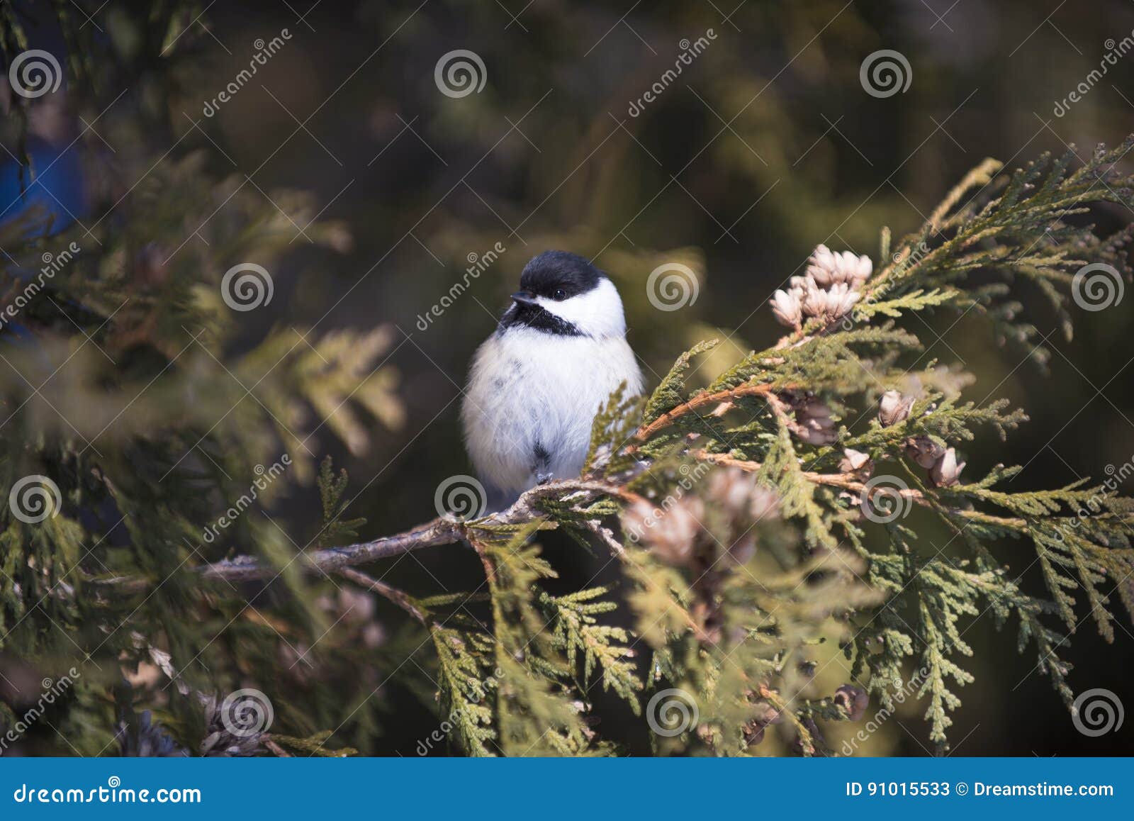 Chickadee Perched in a Tree Stock Image - Image of standing, tree: 91015533