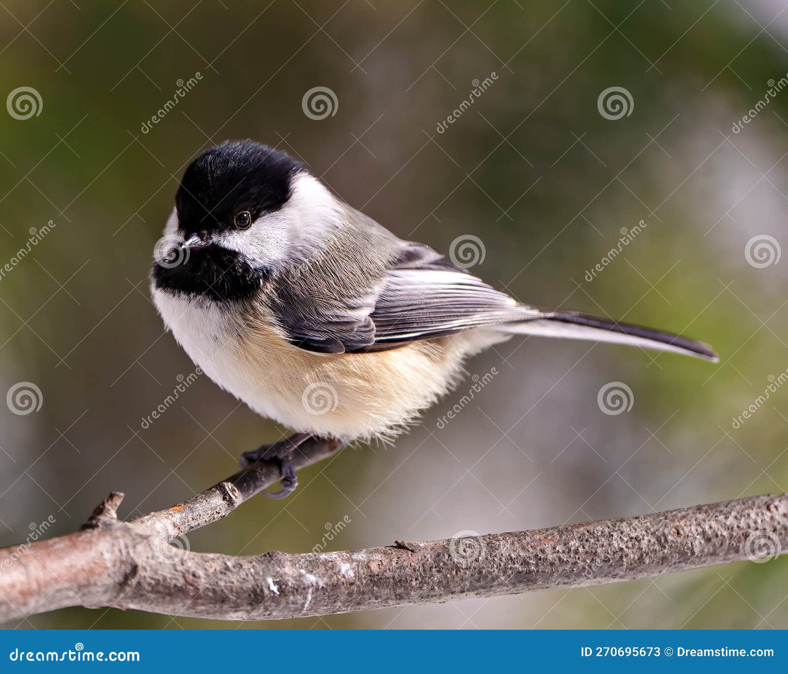 Chickadee Photo and Image. Close-up Profile Front View Perched on a ...