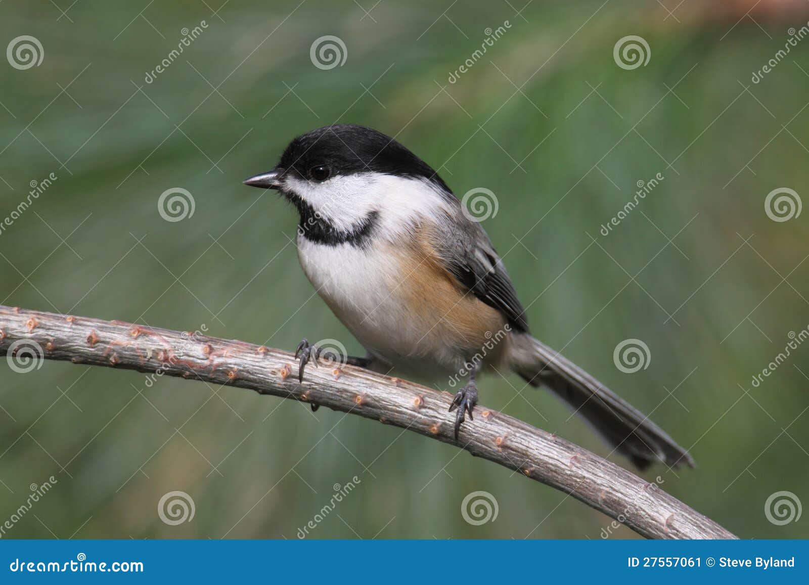 Chickadee on a Pine Branch stock image. Image of animal - 27557061