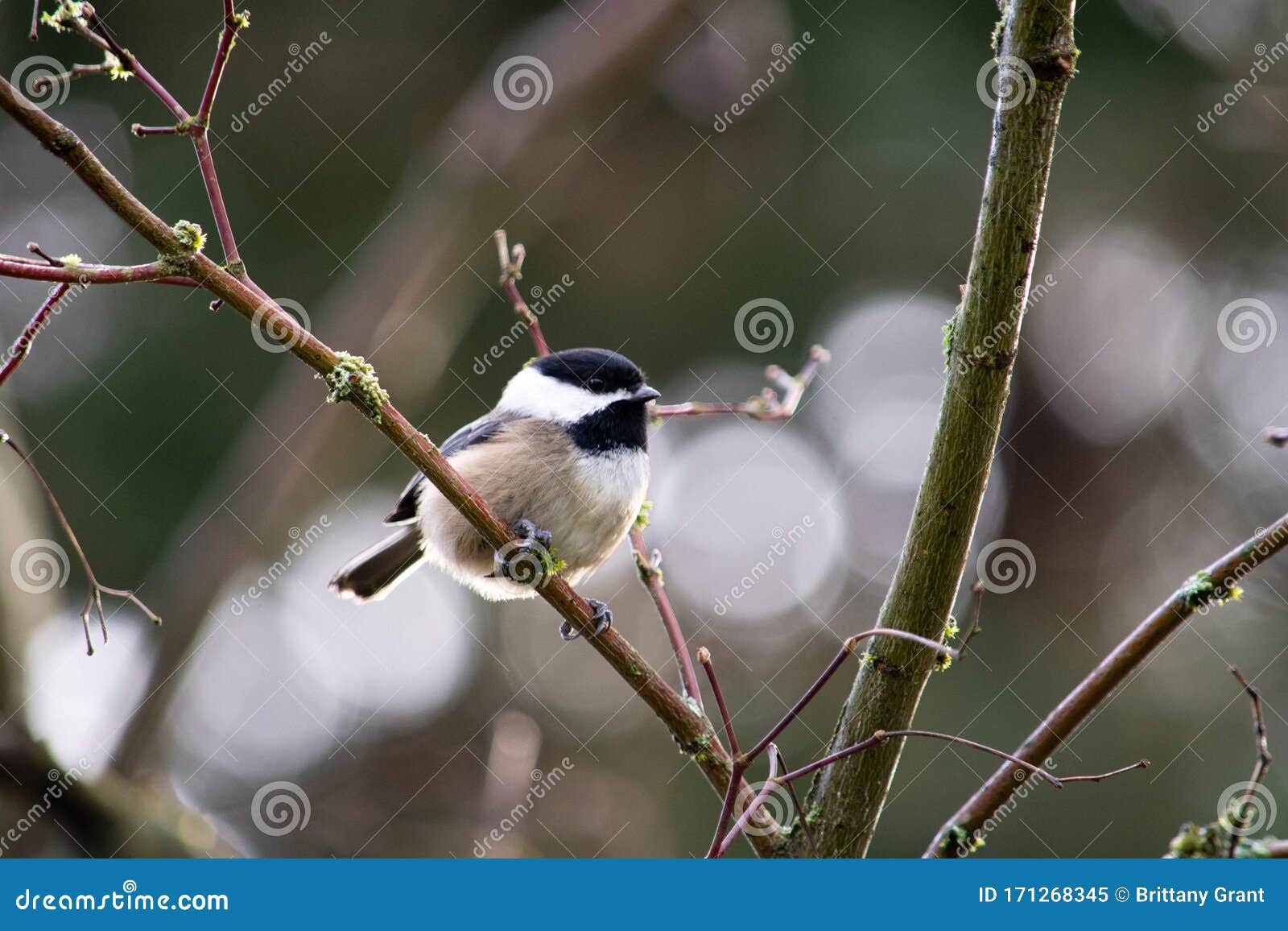 Chickadee Resting on a Branch Stock Image - Image of resting, mammal ...