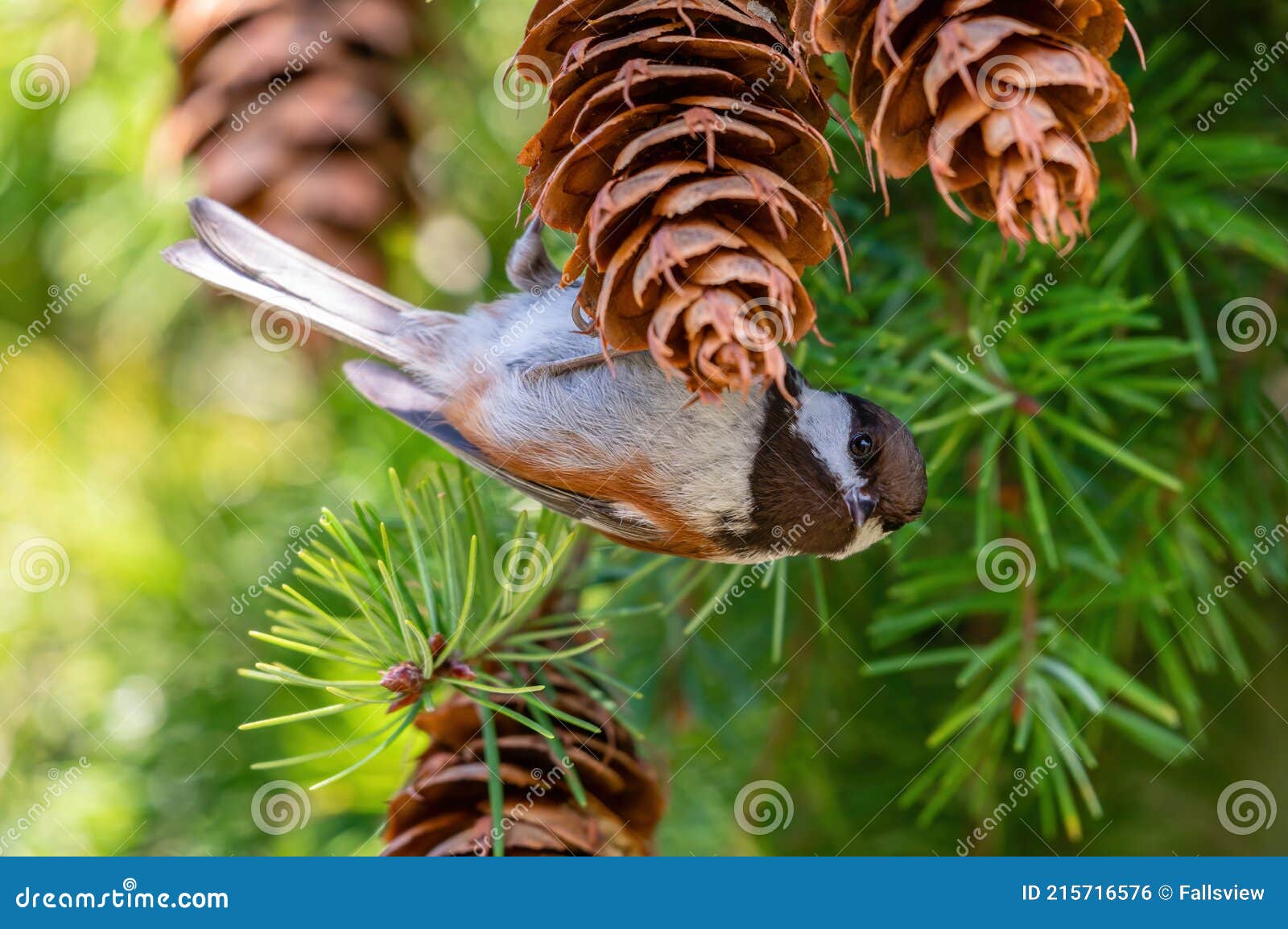 Black Capped Chickadee Resting on a Branch Stock Photo - Image of sides ...