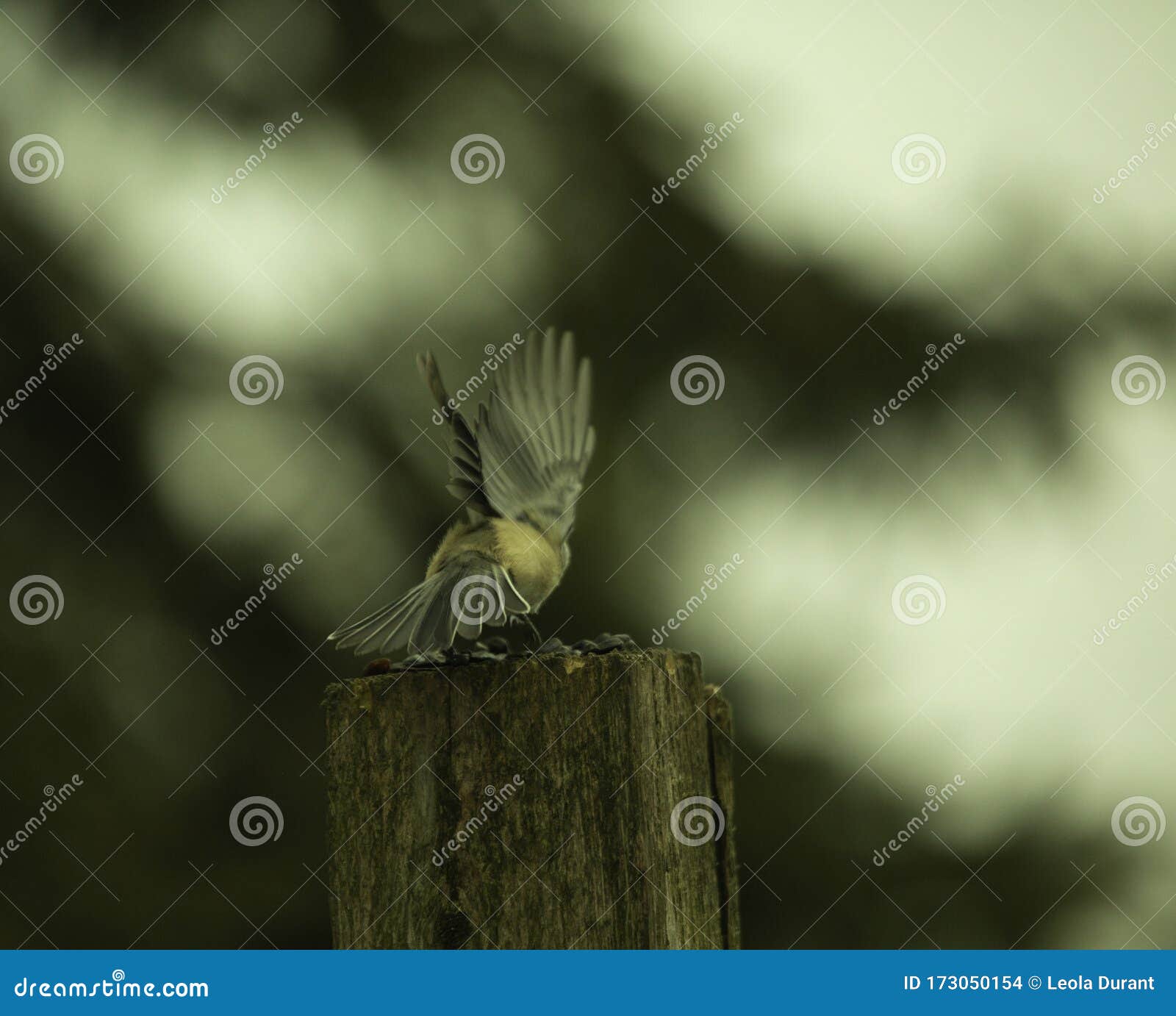 Chickadee Shows His Tail Feathers Stock Photo - Image of fauna ...
