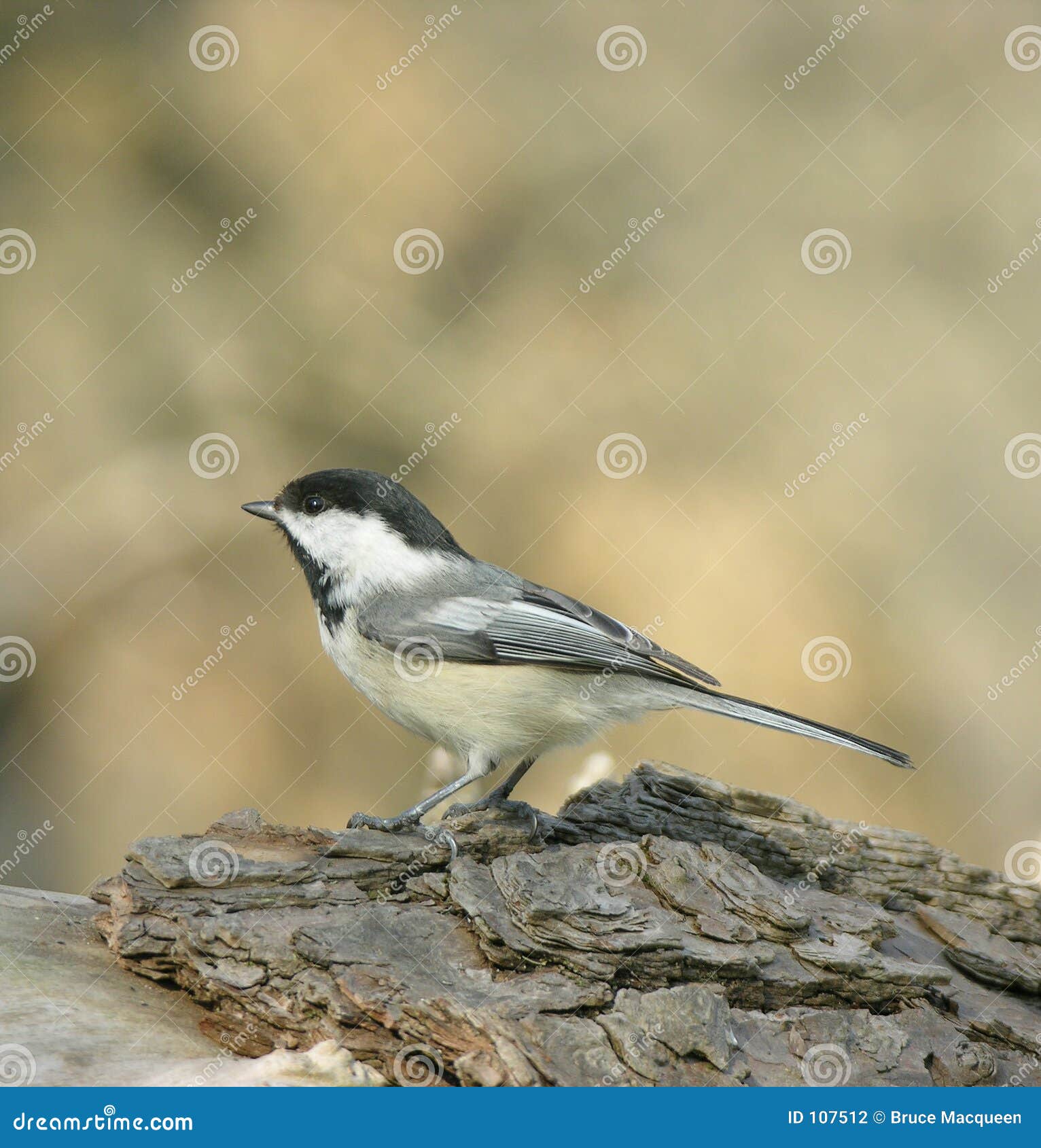 Chickadee Side View stock photo. Image of wildlife, chickadee - 107512