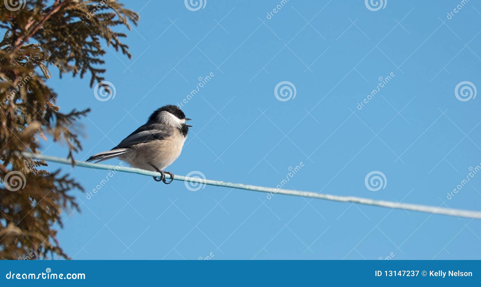 Chickadee singing. stock image. Image of ornithology - 13147237