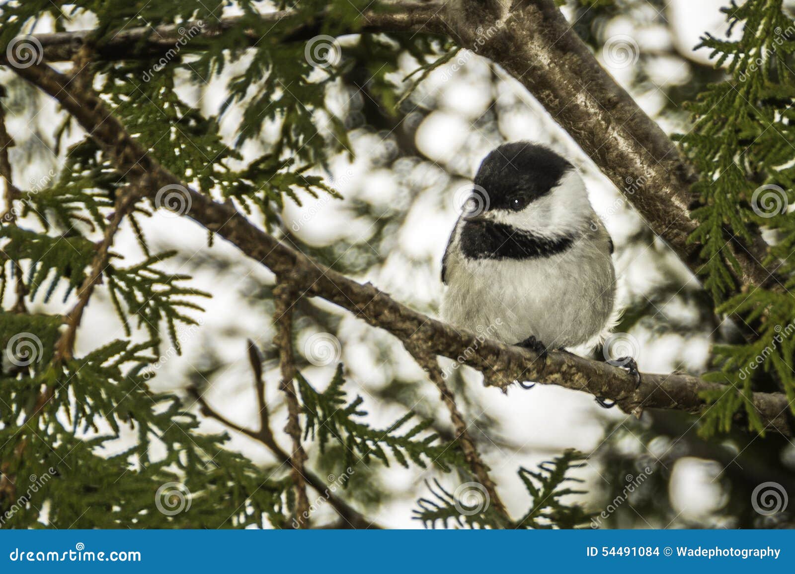 Chickadee stock photo. Image of irving, john, chickadee - 54491084