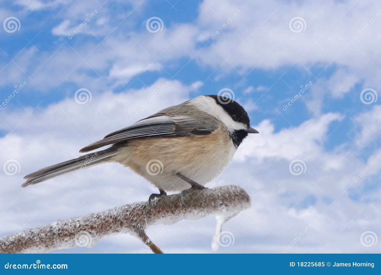 Chickadee sky stock image. Image of songbird, nature - 18225685