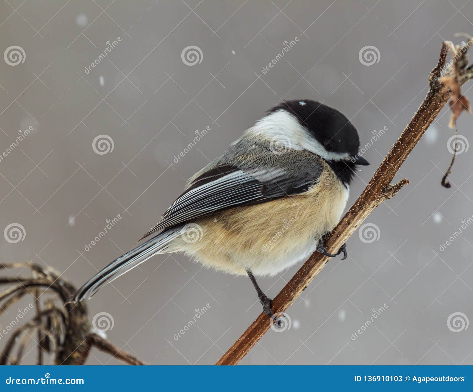 Chickadee in the snow stock image. Image of chickadee - 136910103