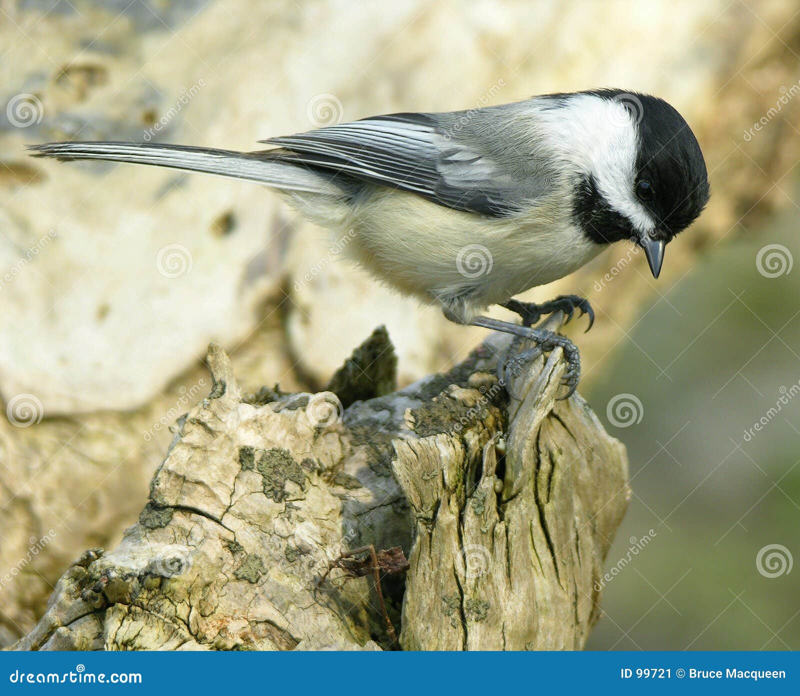 Chickadee Sur Le Logarithme Naturel 1 Image stock - Image du arbre, journal: 99721