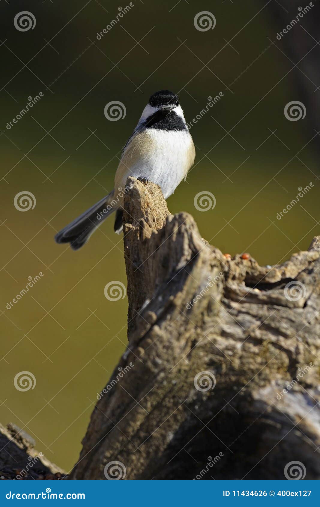 Chickadee on tree stock photo. Image of woods, nature - 11434626