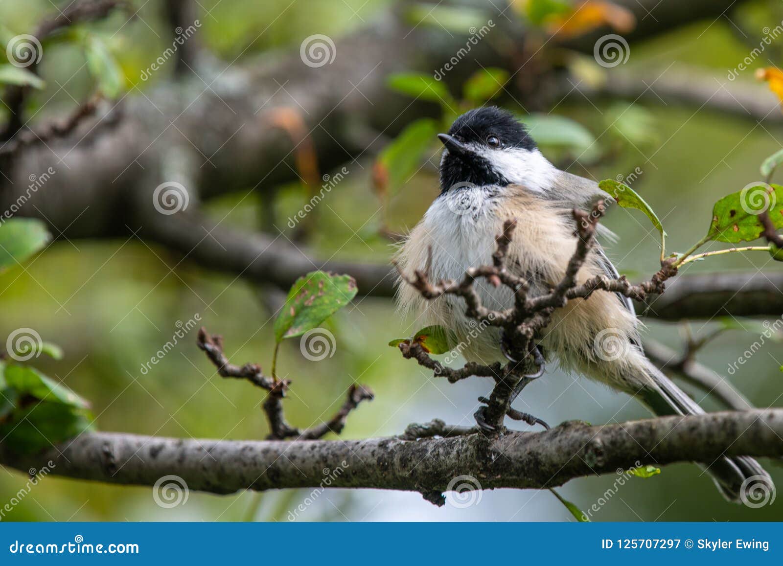 Chickadee in a tree stock image. Image of bird, leaves - 125707297