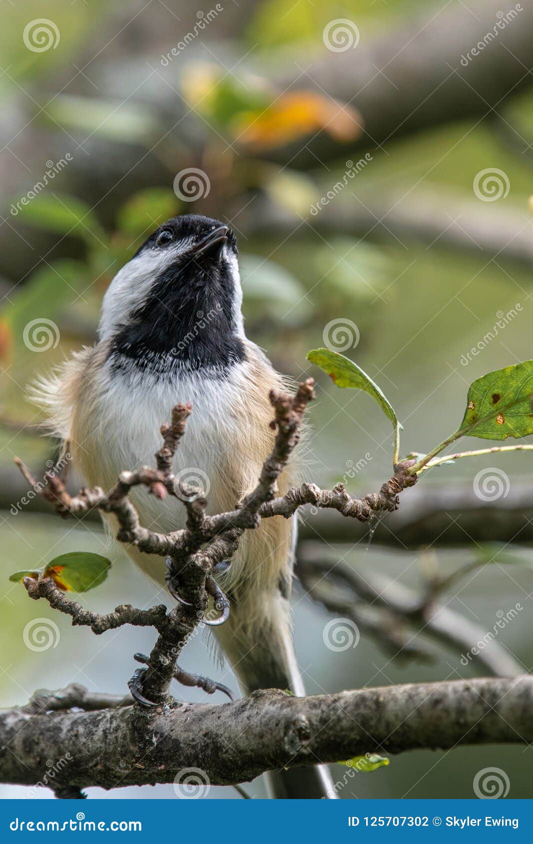 Chickadee in a tree stock photo. Image of forest, feather - 125707302