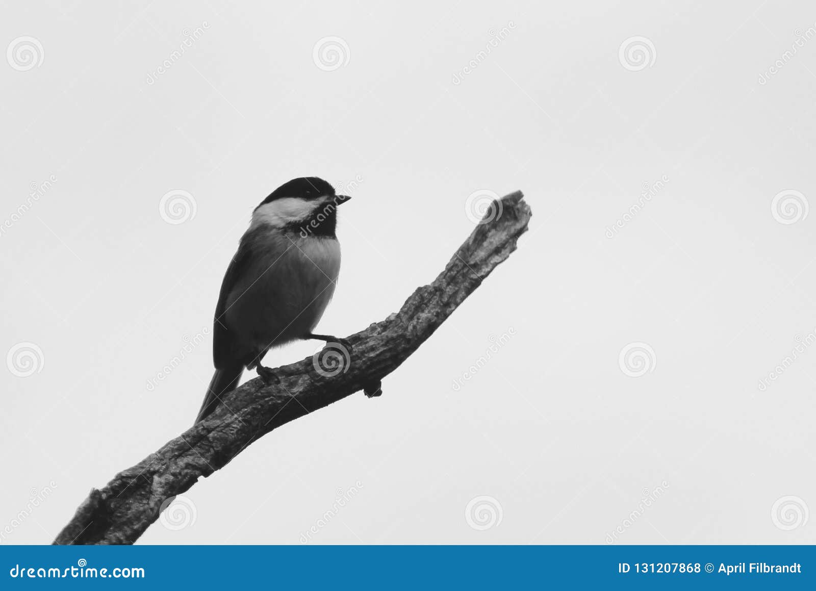 Chickadee in a tree two stock photo. Image of sitting - 131207868