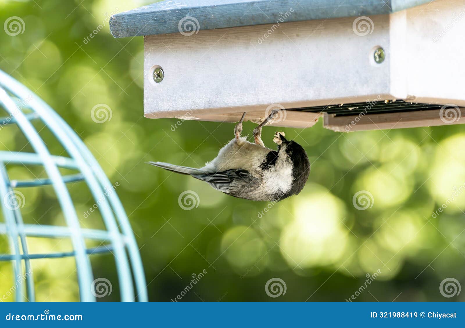 Chickadee Upside Down on a Backyard Feeder Eating Suet Stock Image ...
