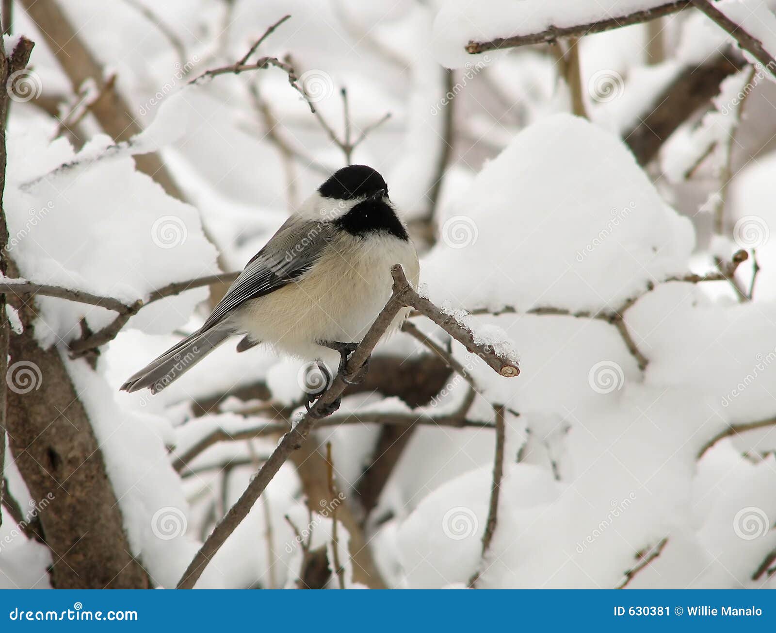 Chickadee in Winter - 2 stock image. Image of white, birdwatching - 630381