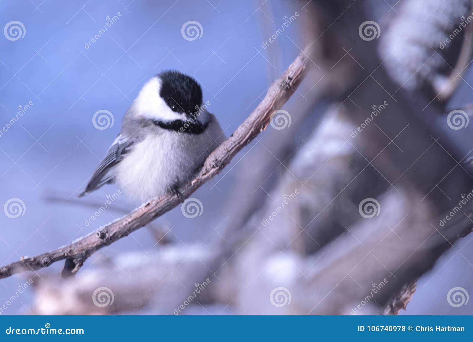 Chickadee in the Winter Cold Stock Photo - Image of close, mood: 106740978