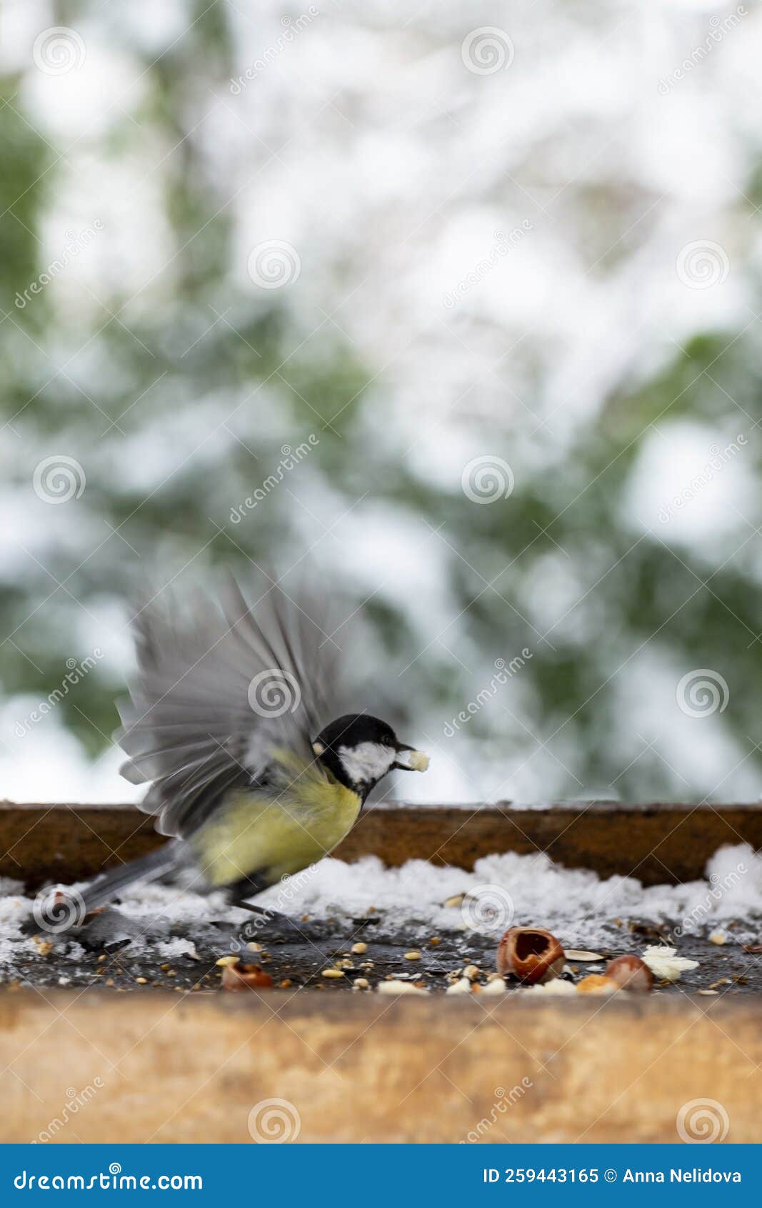 A Chickadee in a Winter Feeder Eats Bread. the Concept of Helping Birds ...