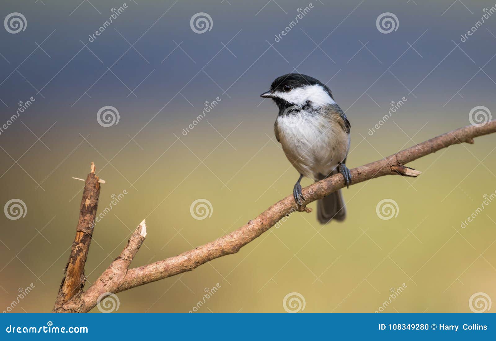 A Chickadee in Winter stock photo. Image of photographer - 108349280