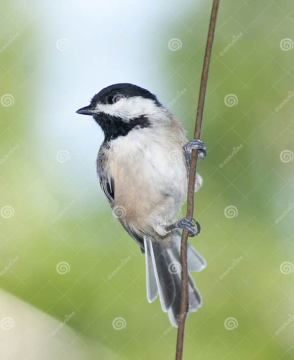 Chickadee on a wire stock photo. Image of green, black - 16711836