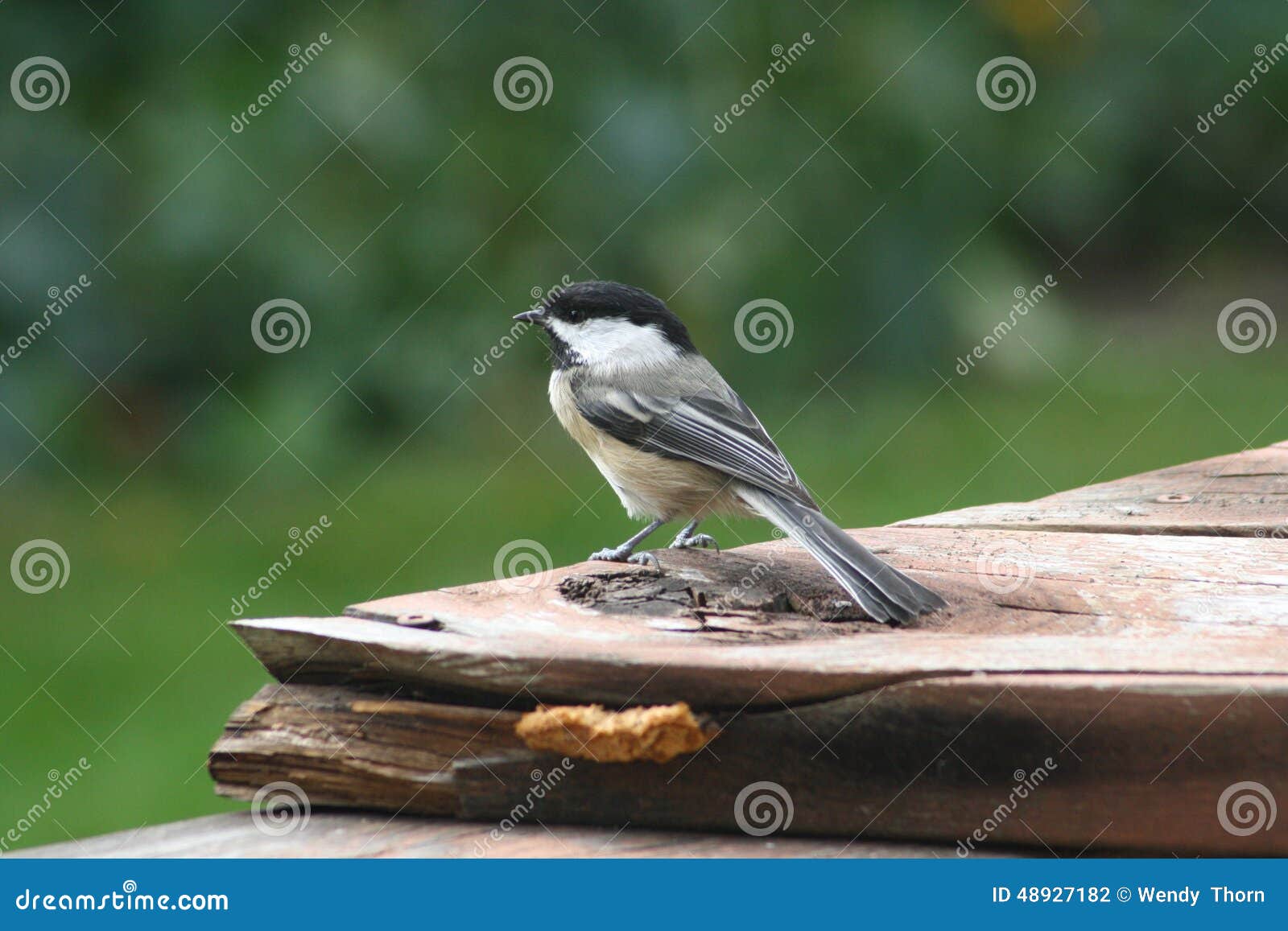 Chickadee on Wood Deck in Summer Stock Photo - Image of perch, weather ...