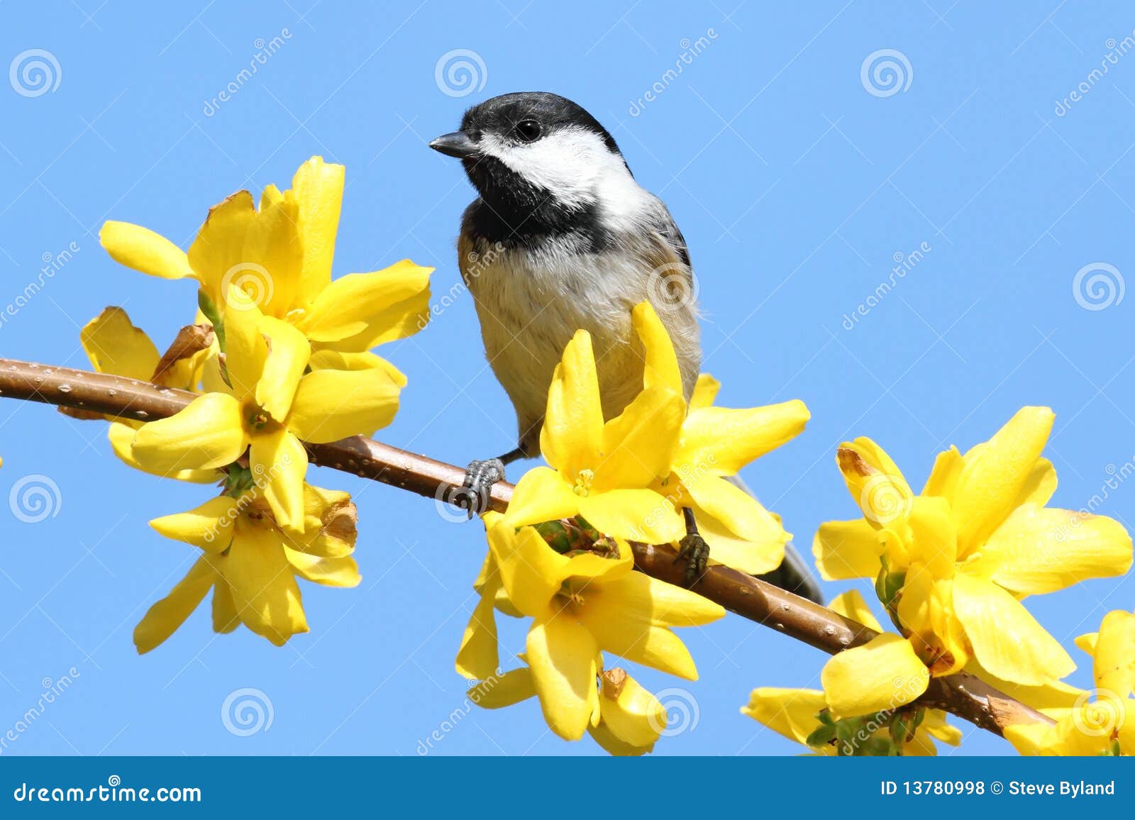 Chickadee with Yellow Flowers Stock Photo - Image of capped, wildlife ...