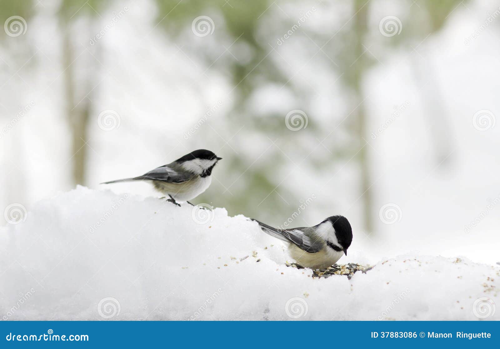 Chickadees In Snow