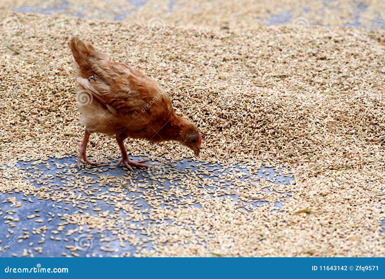 Chicken stock photo. Image of rooster, eating, poultry - 11643142