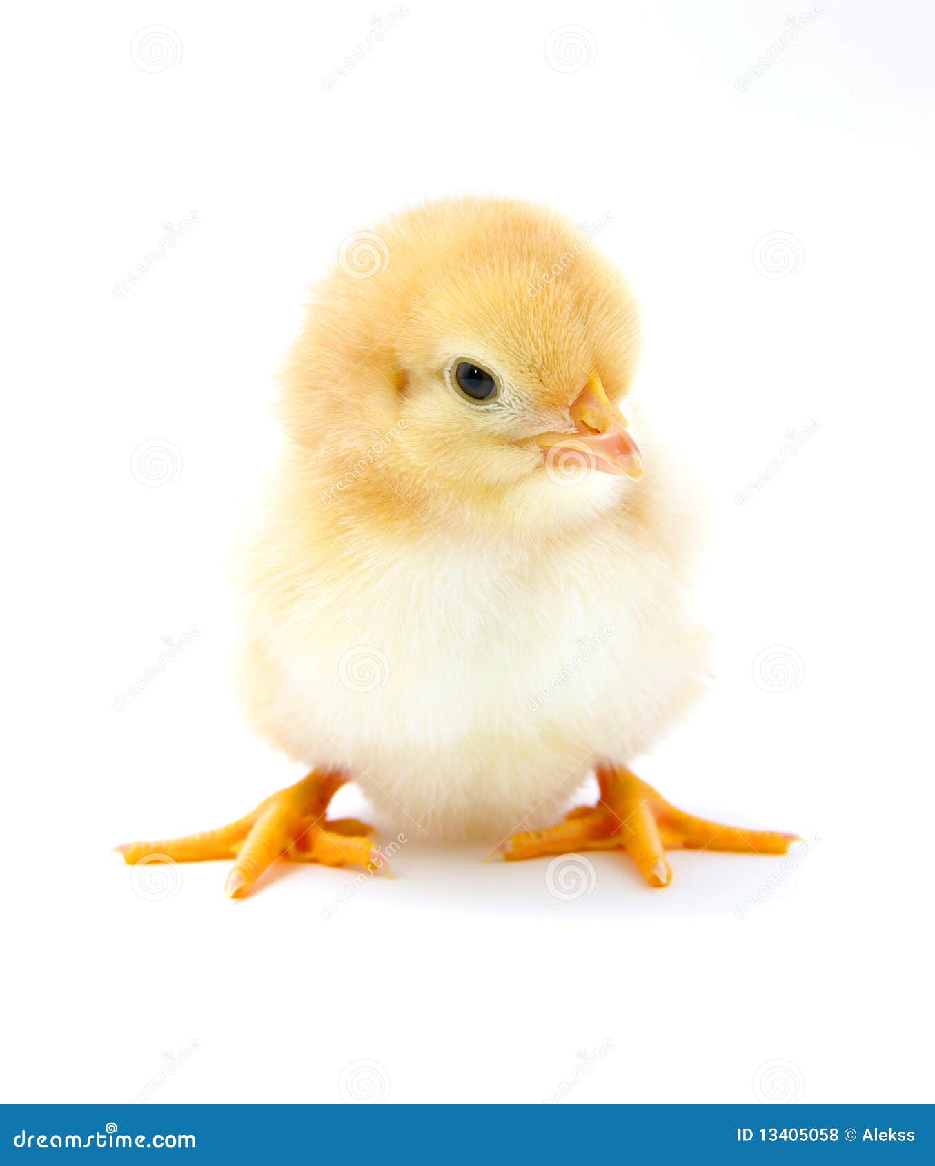 Chicken stock photo. Image of little, fluff, livestock - 13405058