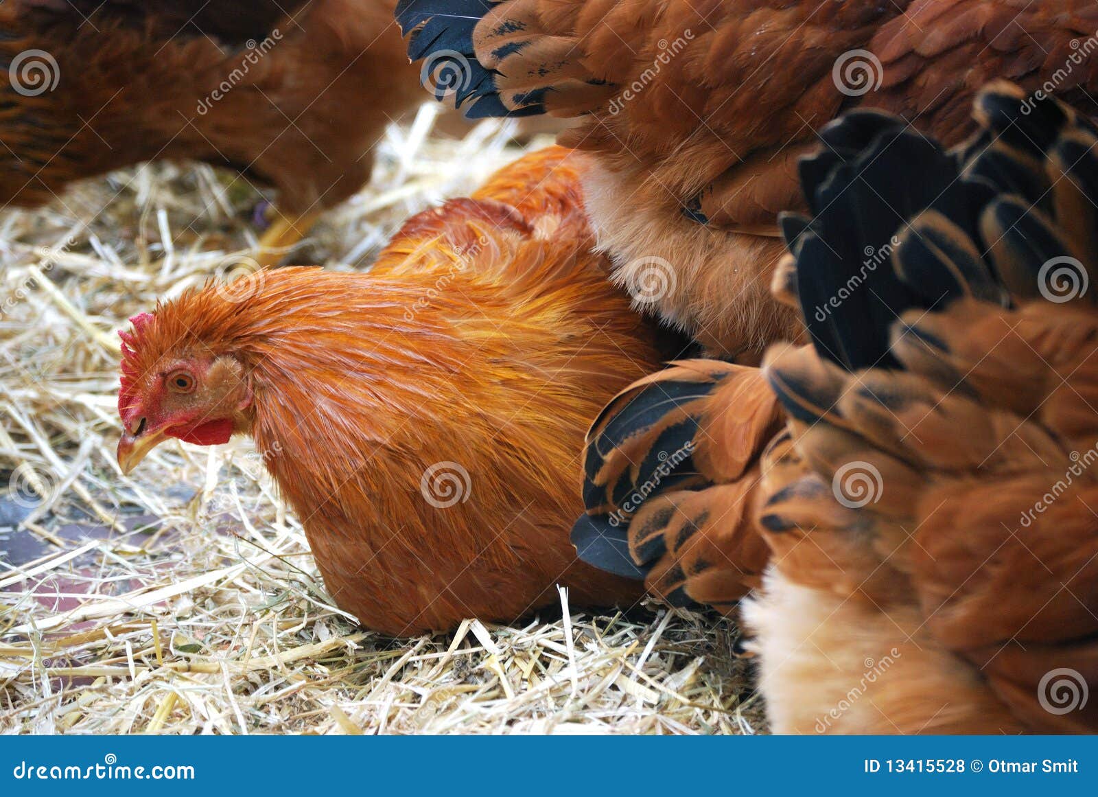 629 Chicken Stable Stock Photos - Free & Royalty-Free Stock Photos from ...