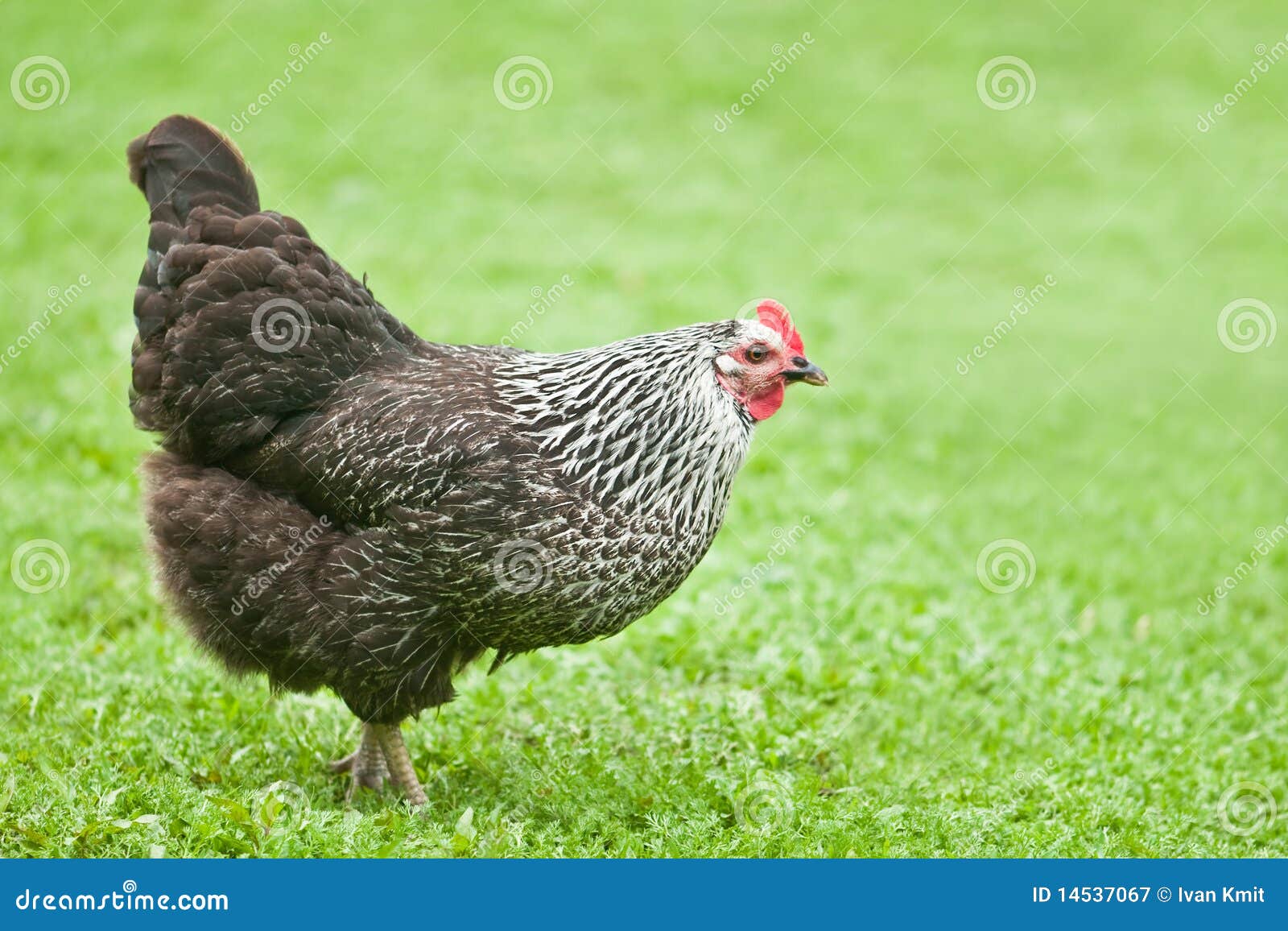 Chicken stock image. Image of green, animal, grass, bird - 14537067
