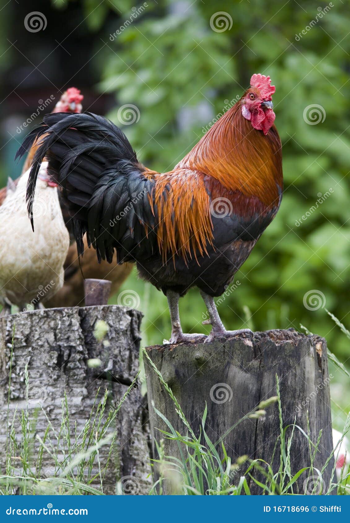 Chicken stock photo. Image of brown, animals, scene, close - 16718696
