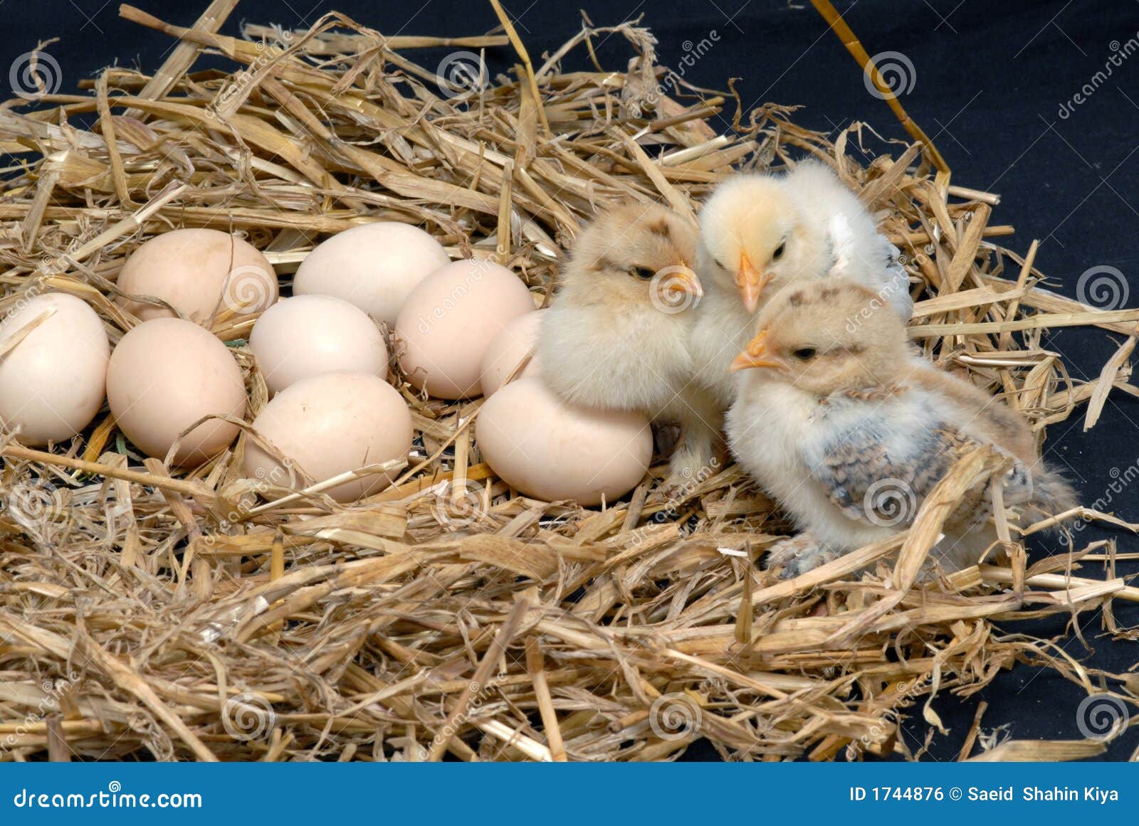 Chicken stock photo. Image of poultry, small, plume, baby - 1744876