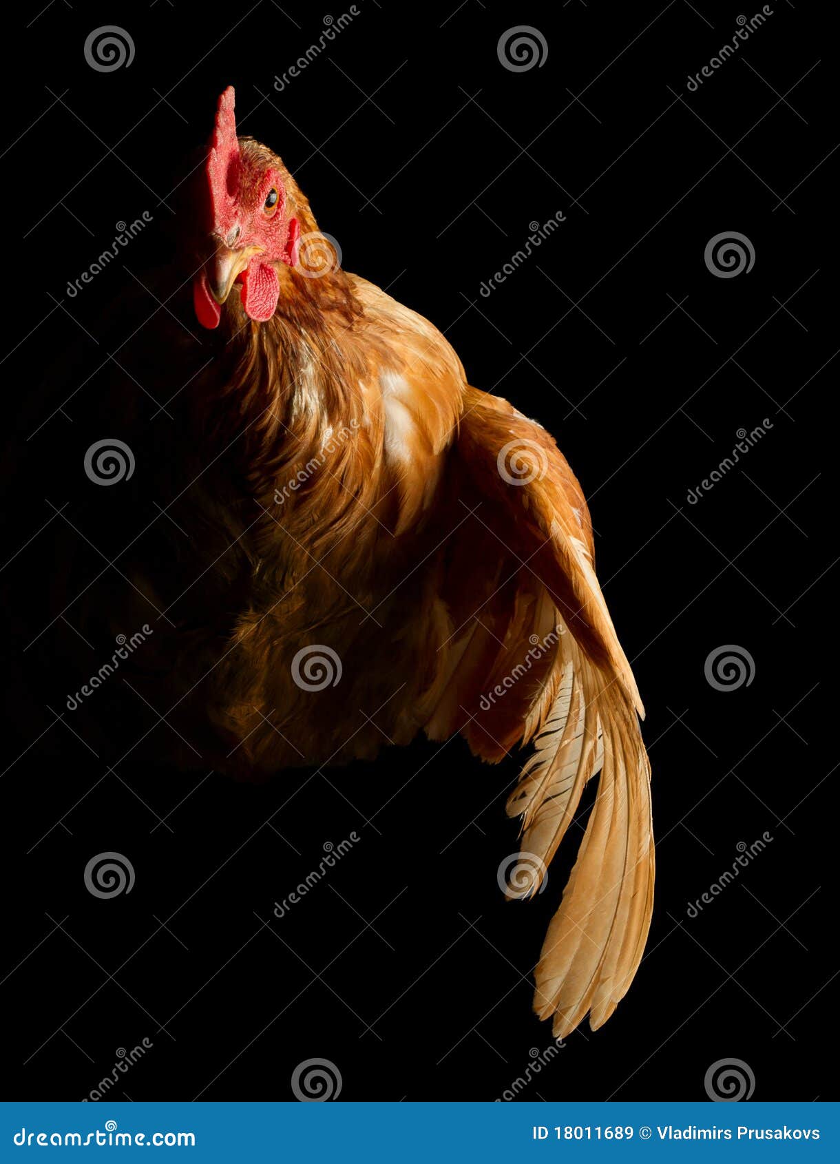 109 Chicken Flap Stock Photos - Free & Royalty-Free Stock Photos from ...