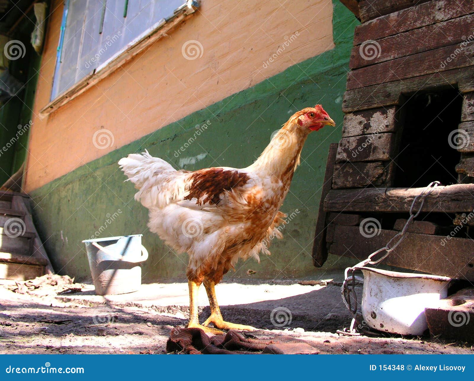 Chicken Breakdown Stock Photos - Free & Royalty-Free Stock Photos from ...