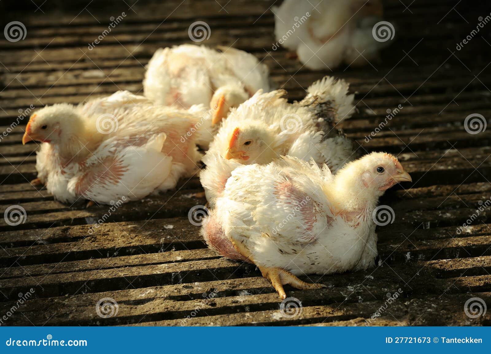 Chicken (25 days old) stock image. Image of agriculture - 27721673