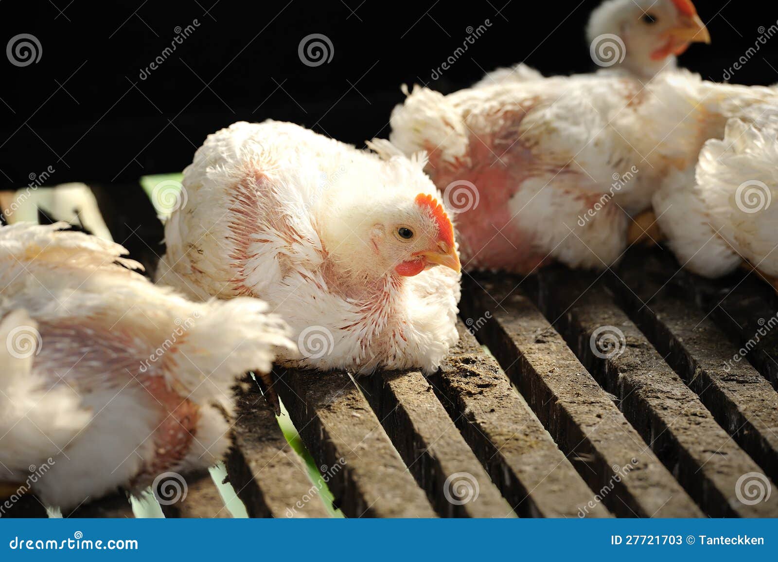 Chicken (25 days old) stock image. Image of food, avian - 27721703