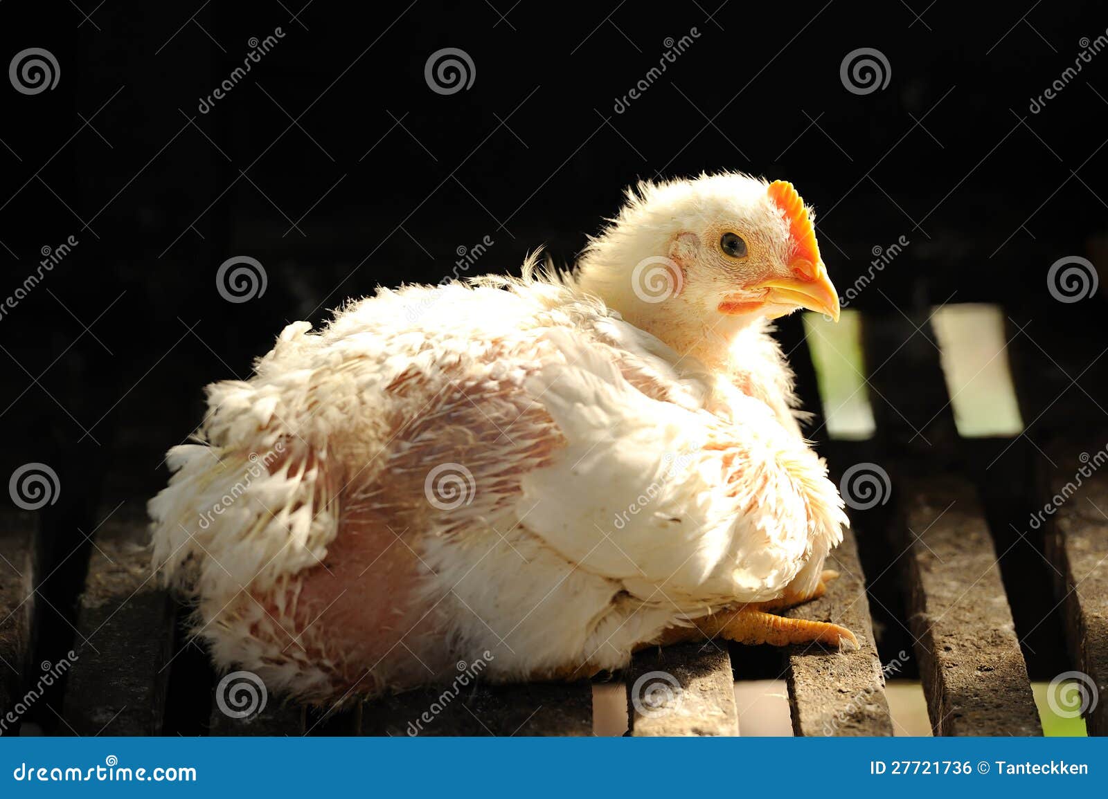 Chicken (25 days old) stock photo. Image of poultry, farm - 27721736
