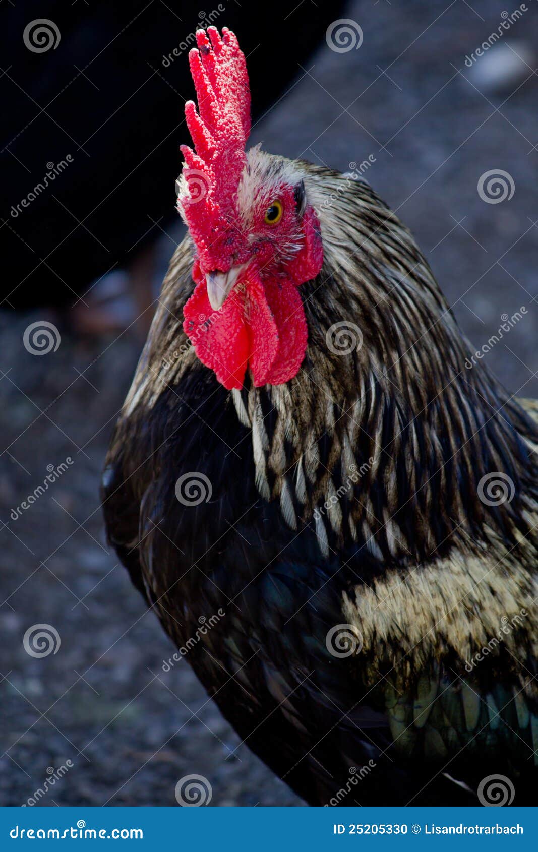 Chicken stock photo. Image of feather, profile, facing - 25205330
