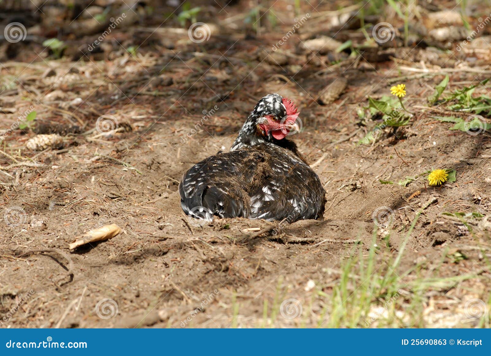 Chicken Is Bathing In Dust Or Sand In Countryside Ranch. Domestic Hens ...